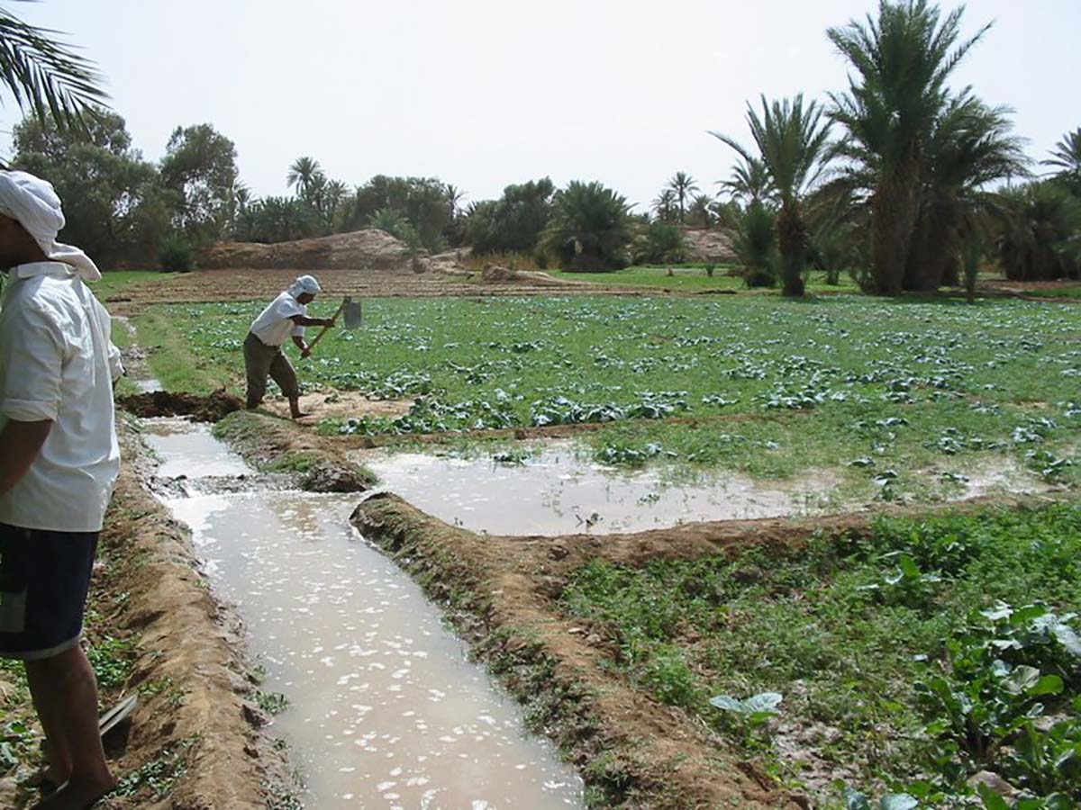 Explore Morocco's Khettaras: Ancient Irrigation Marvels Unveiled
