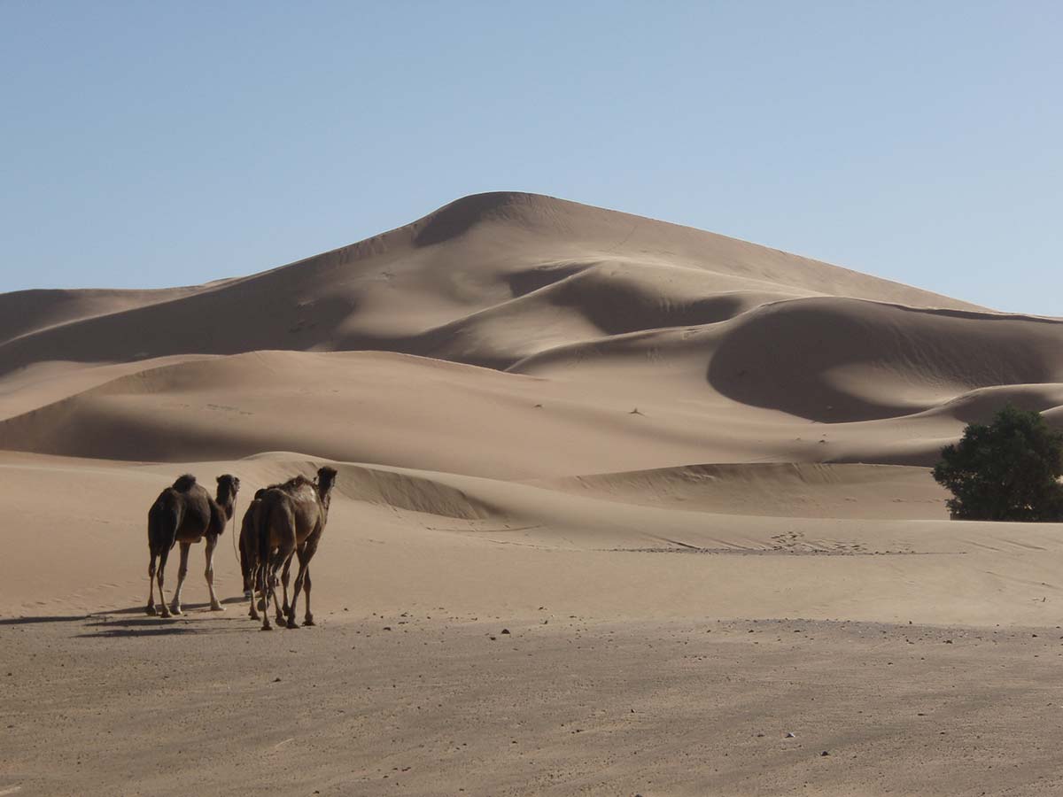 Sahara Desert Facts Sahara Desert (2025) All You Need To Know BEFORE